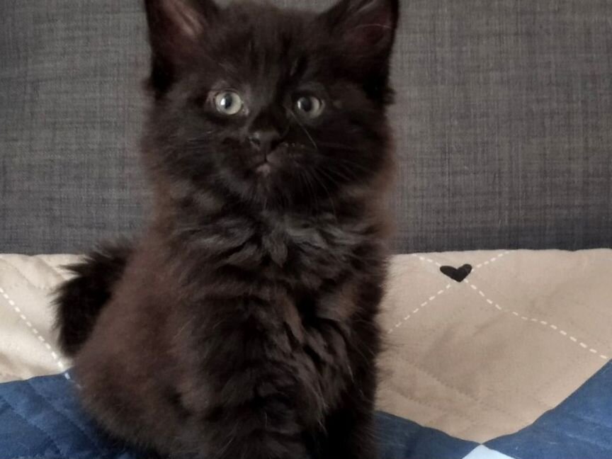 Котёнок