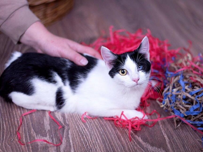Особенный котенок ищет дом