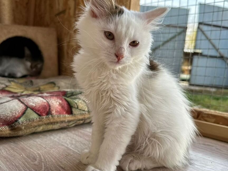 Белое облачко Каспер