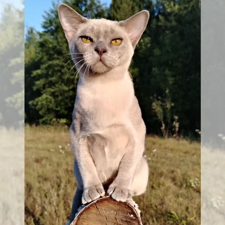 Бурманские котята