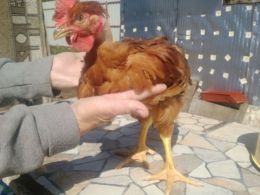 Петухи, курицы голошейка
