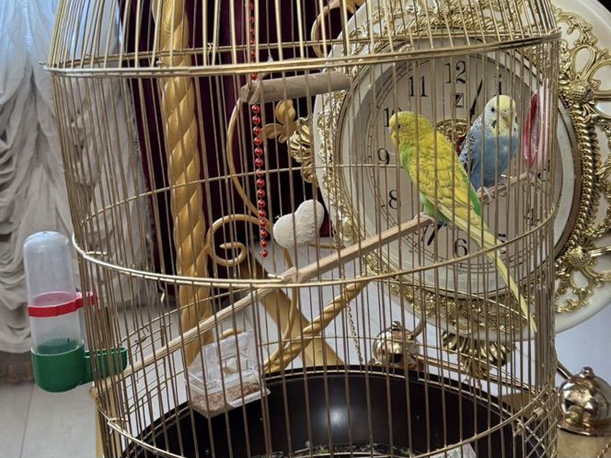 Попугай вместе с клеткой