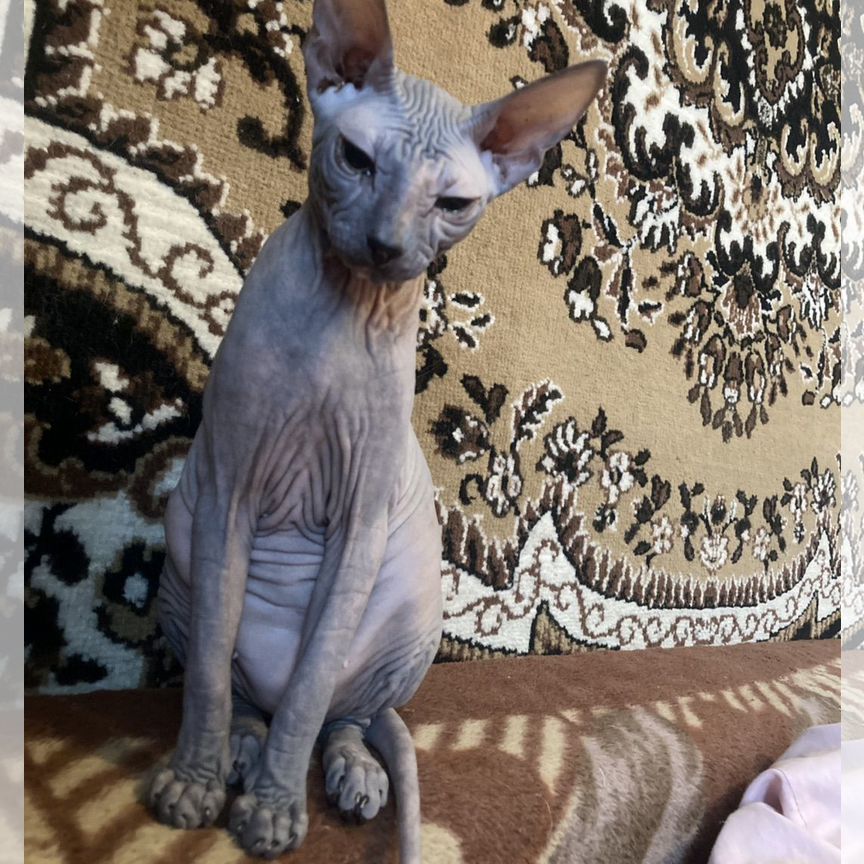 Канадский сфинкс