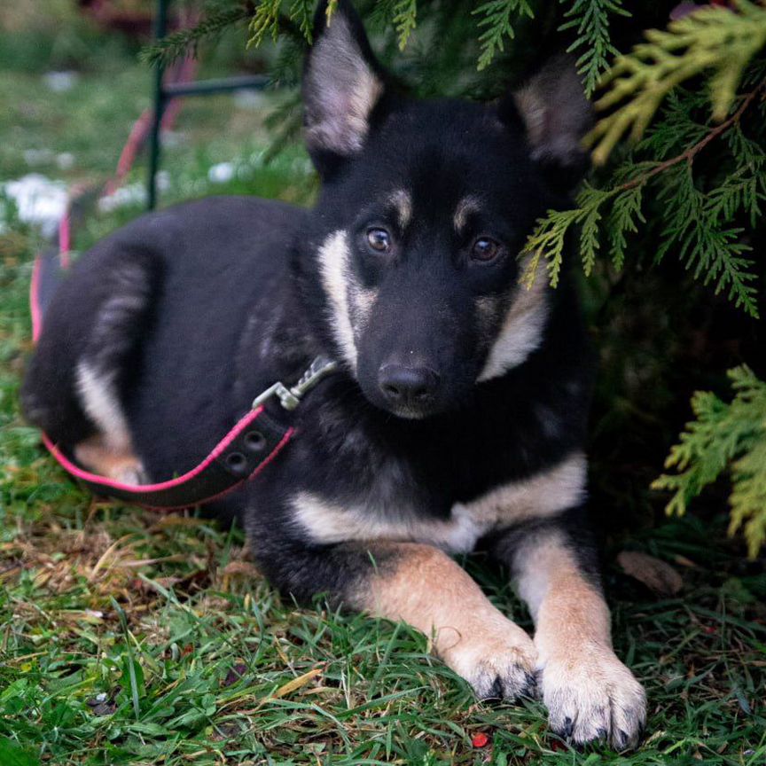 Метис восточно-европейской овчарки в добрые руки