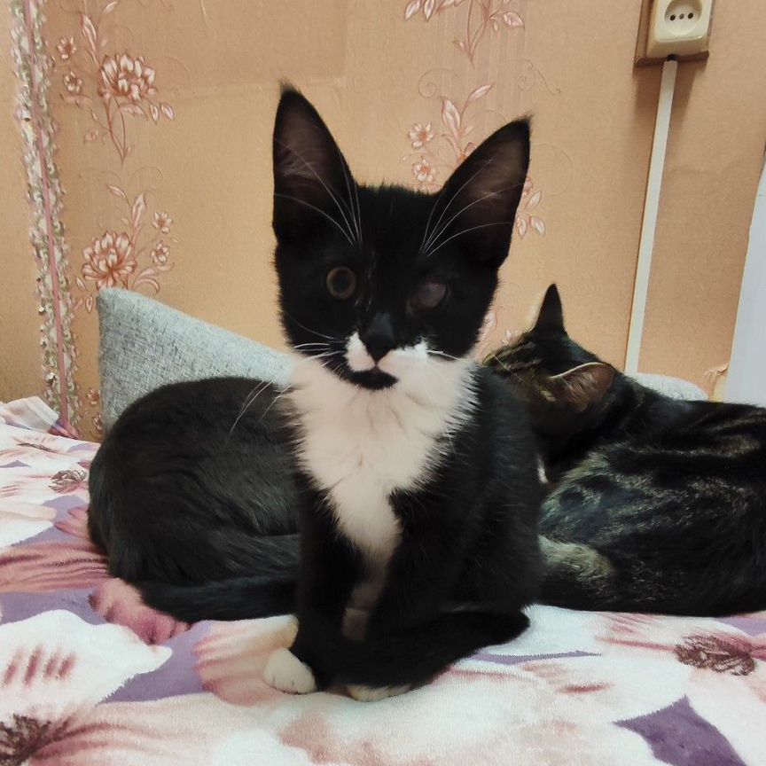 Котята отдам бесплатно