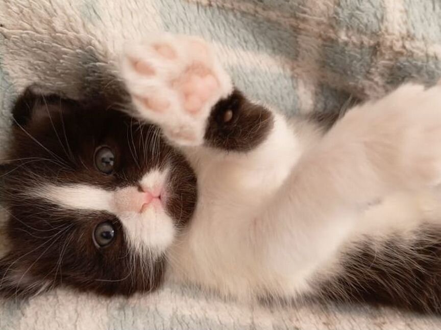 Очаровательные котята