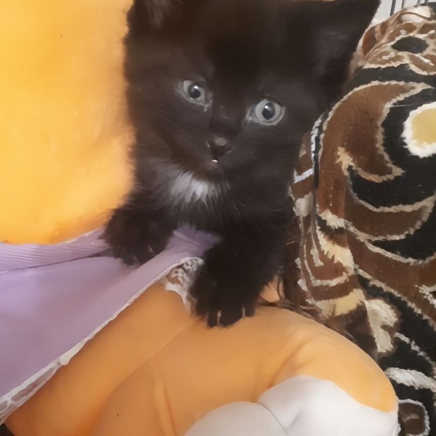 Котёнок в добрые руки