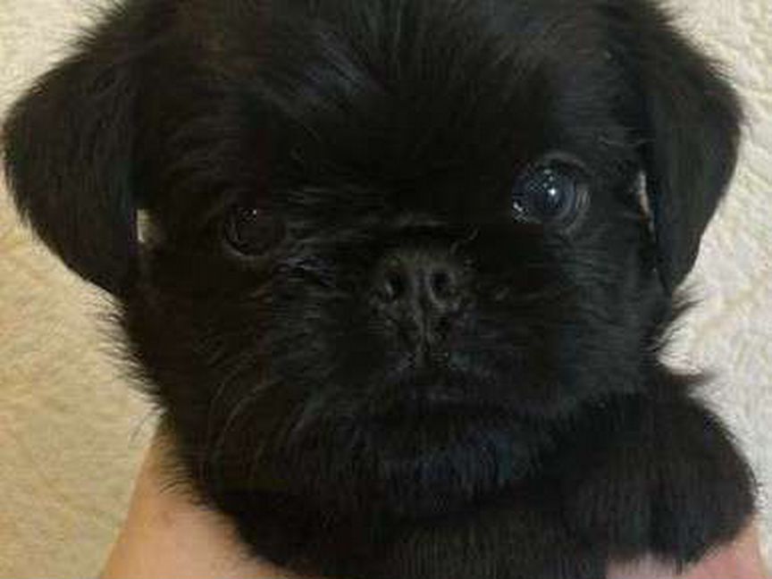 Бельгийский гриффон