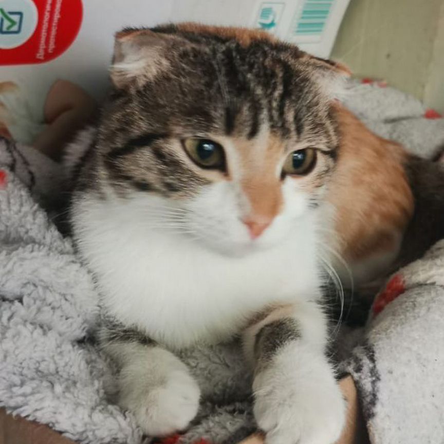 Кошечка бесплатно