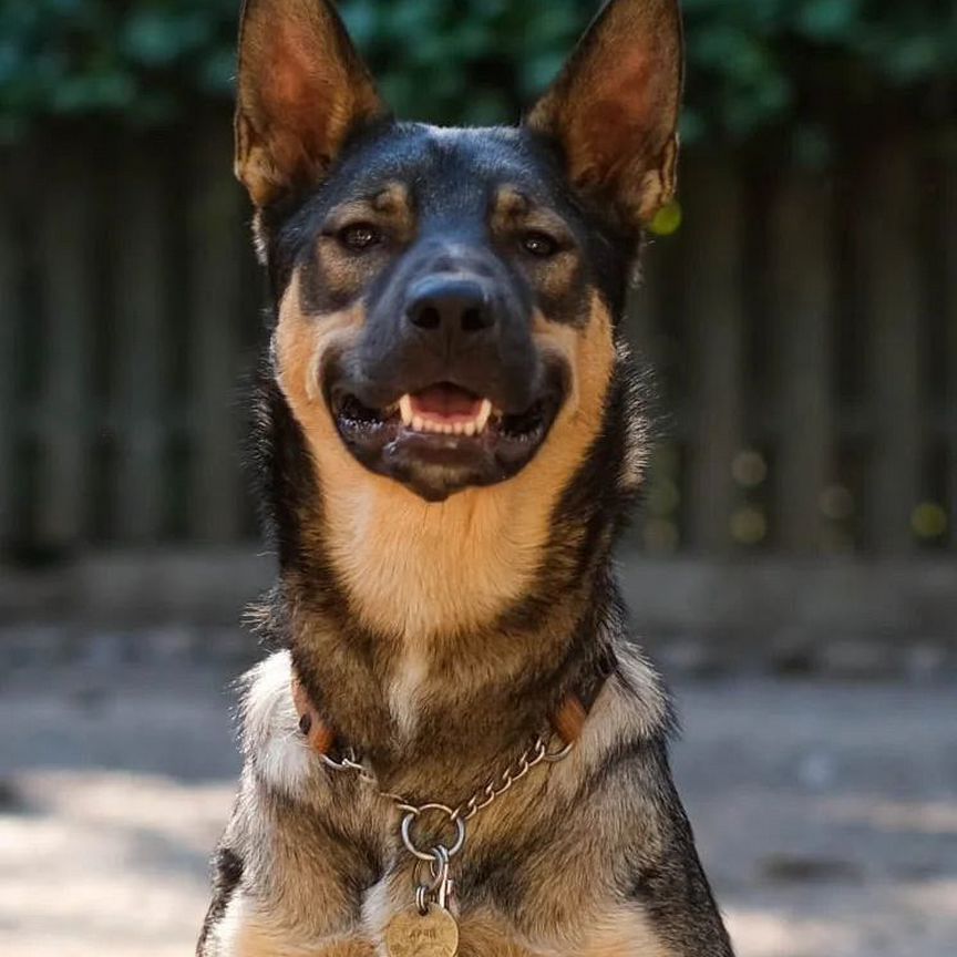 Немецкая овчарка ищет дом