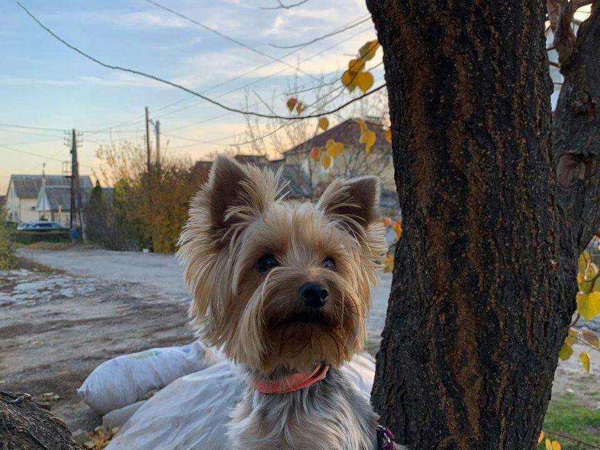 Йоркширский терьер девочка