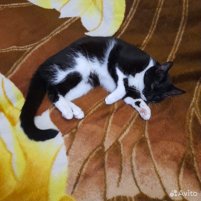 Кошка Черника