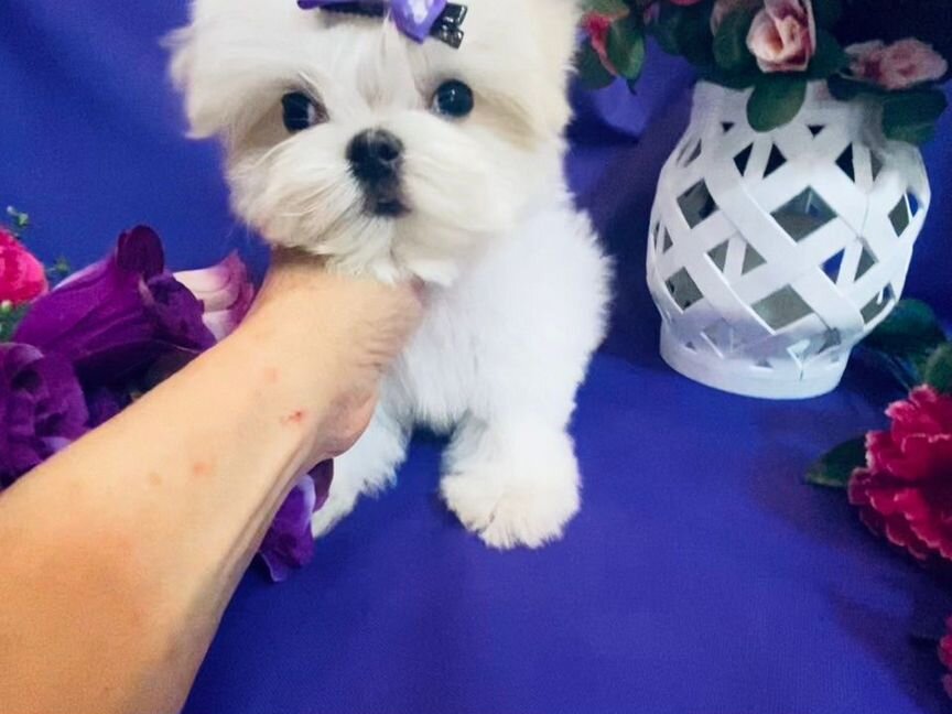 Нереально кукольный беби-фейс мальчик 2,5 мес