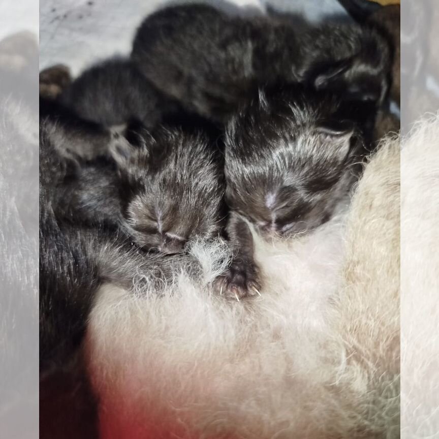 Котята сфинкс/британец