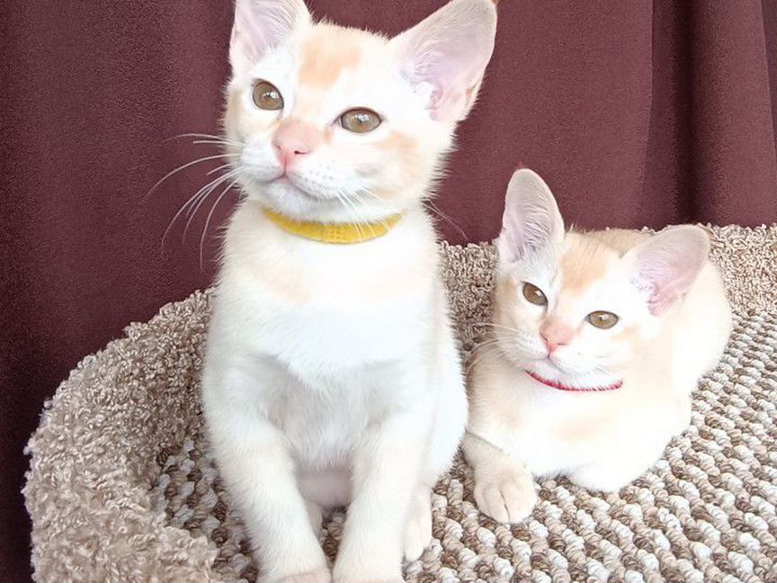 Бурманские котята. Бурма. Кошка