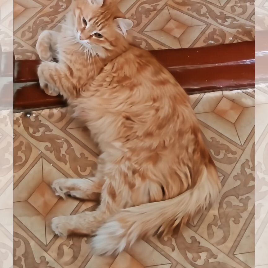 Взрослый кот в добрые руки