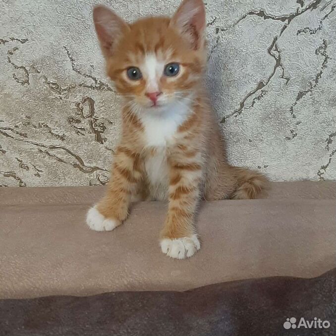 Солнечные котята в добрые руки