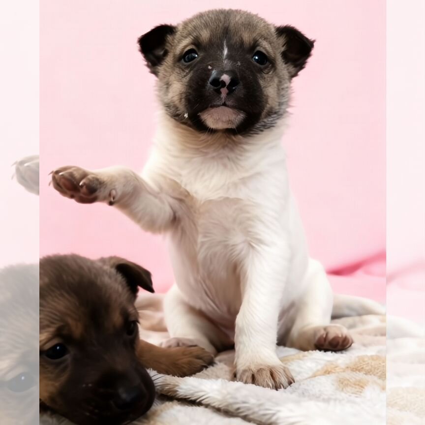 Щенок в добрые руки