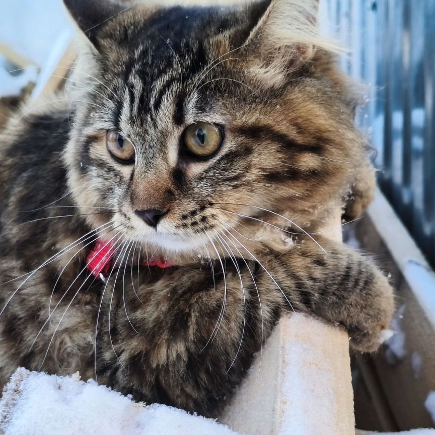 Курильский бобтейл длинношёрстный котёнок