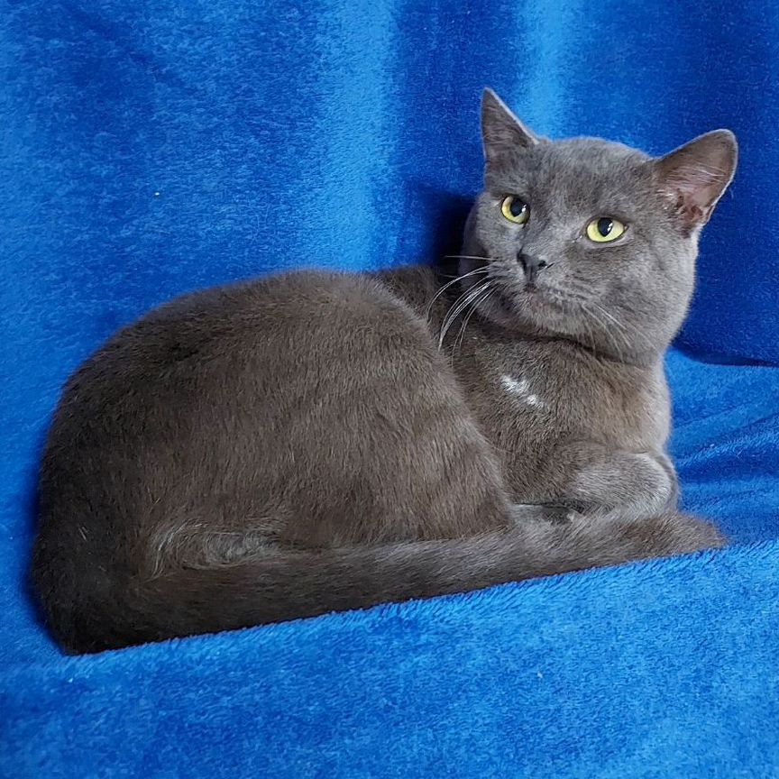 Кот в добрые руки