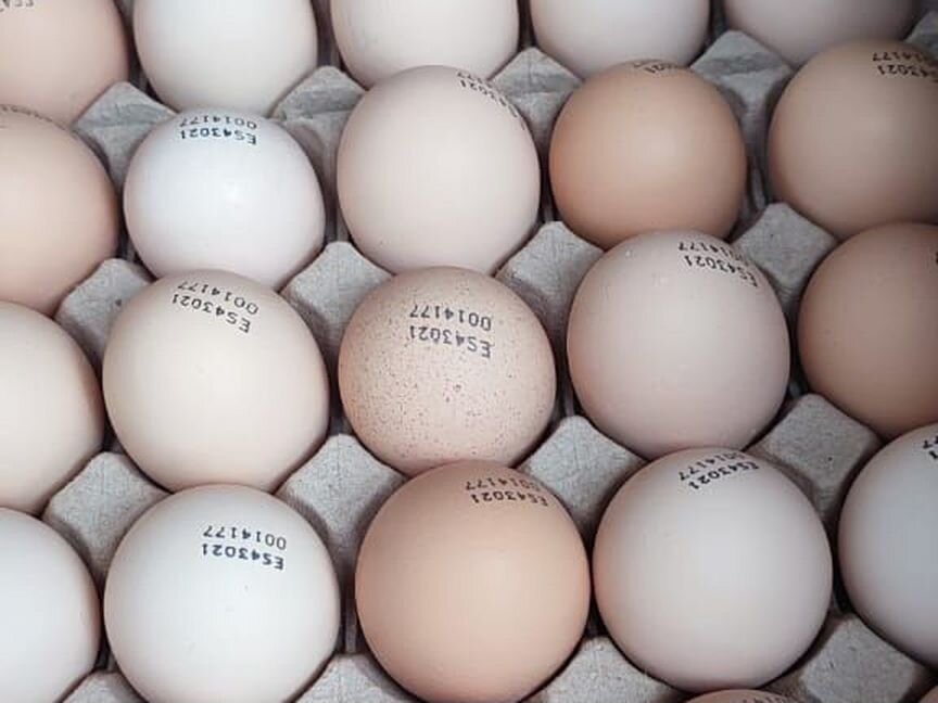 Инкубационное яйцо бройлера