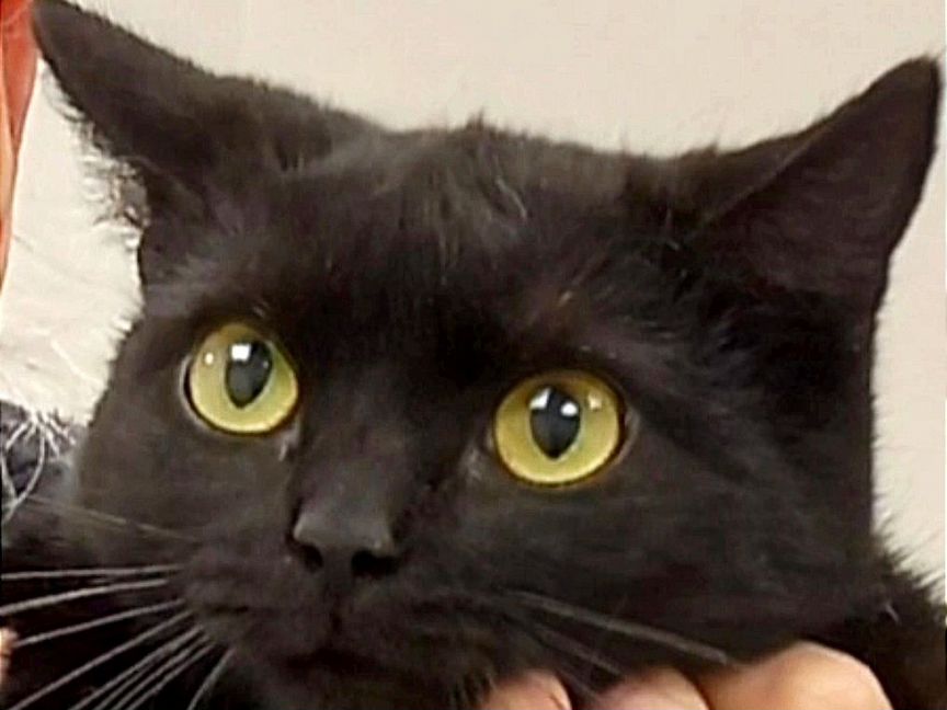 Особенная киска Багира нуждается в доме