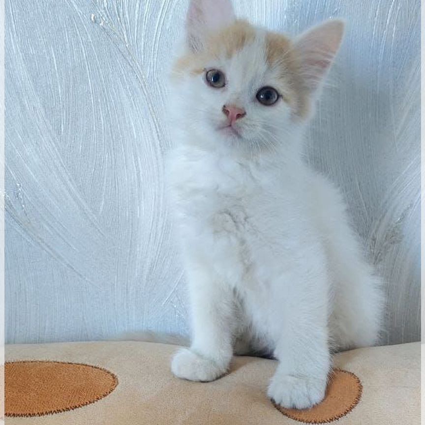 Отдам в добрые руки котёнка мальчика