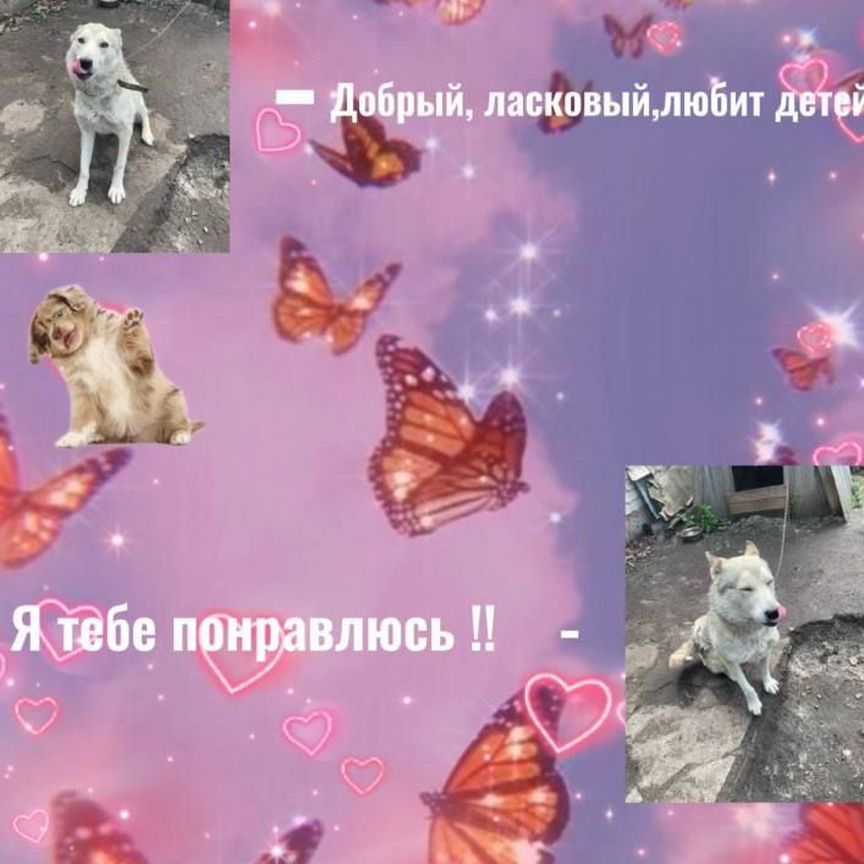 Собака в добрые руки бесплатно хаски