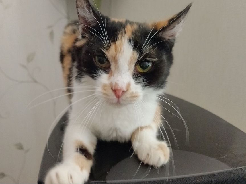 Кошечка Сонечка
