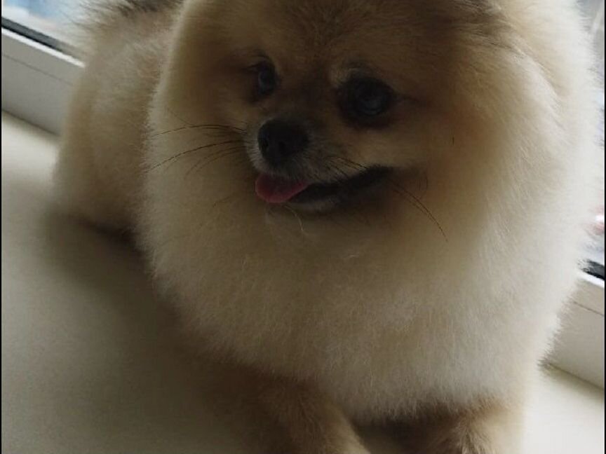 Померанский шпиц мини вязка