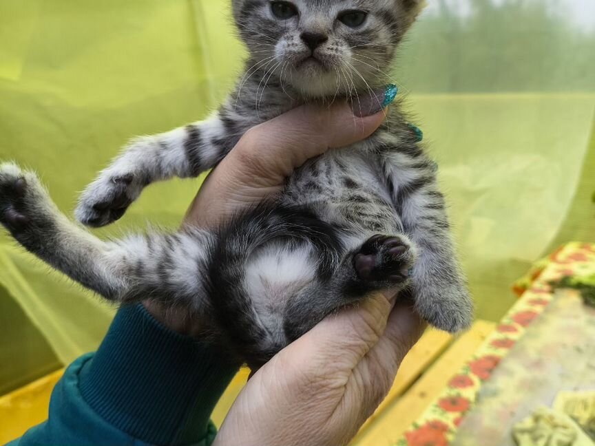 Шотландская вислоухая