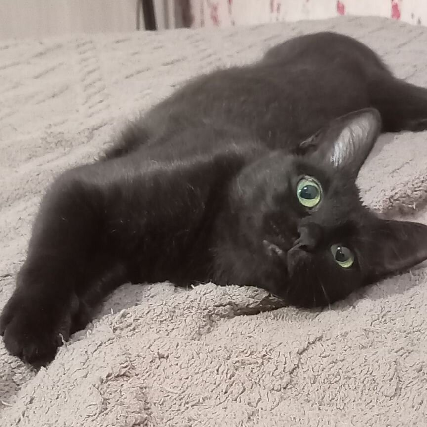 Взрослая, кошка в добрые руки