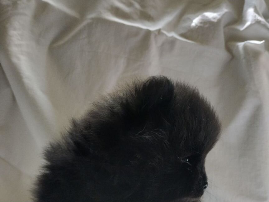 Щенки померанского шпица