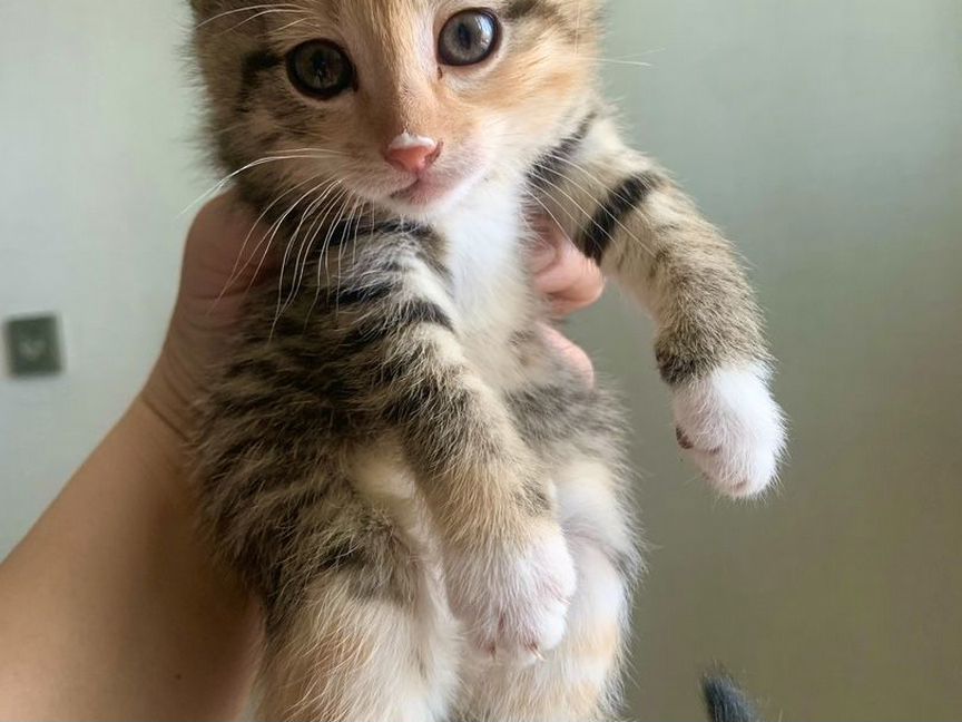 Котятки. Девочки трехцветочки