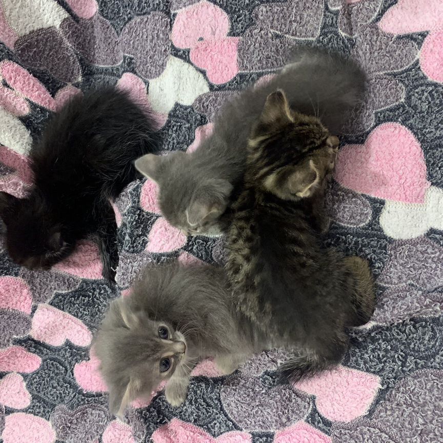 Котятки в добрые руки