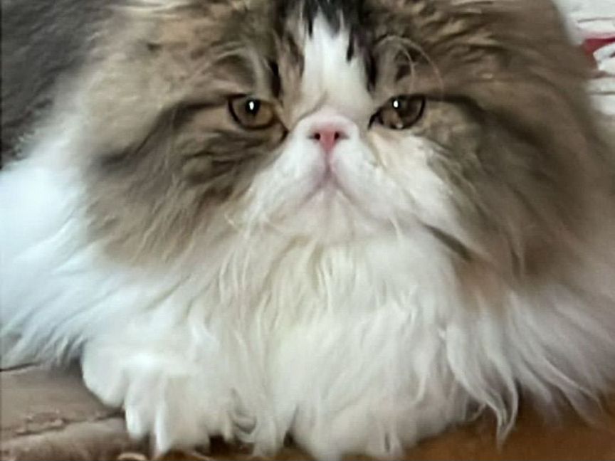 Персидский кот