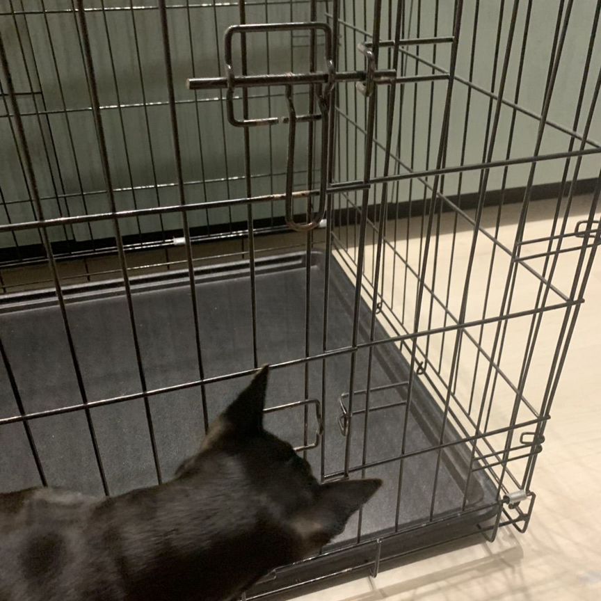 Вольер для собак