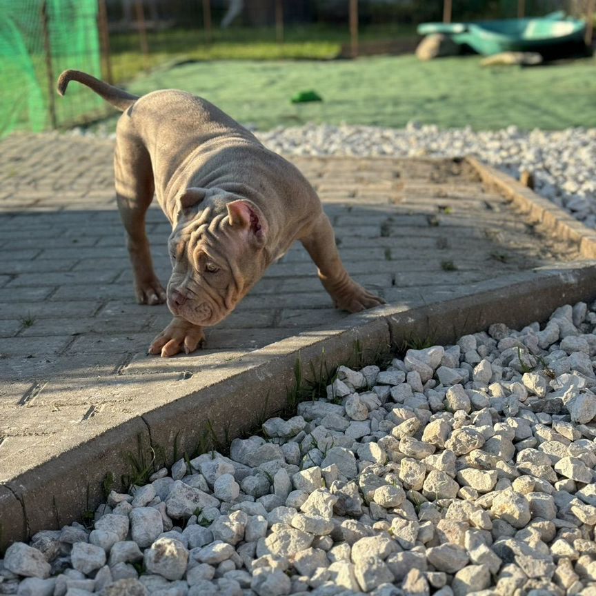 Американский булли щенки