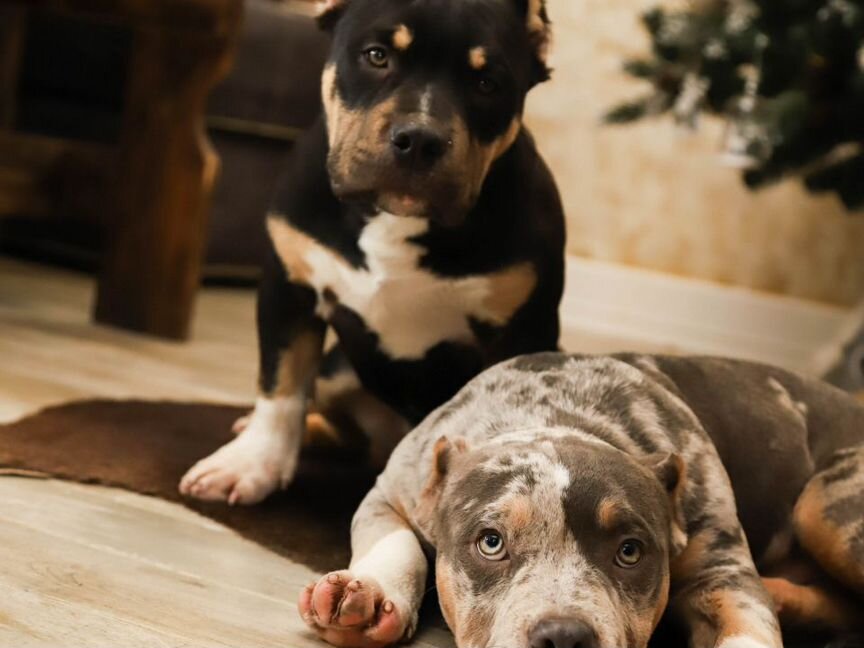 Щенки ам булли покет