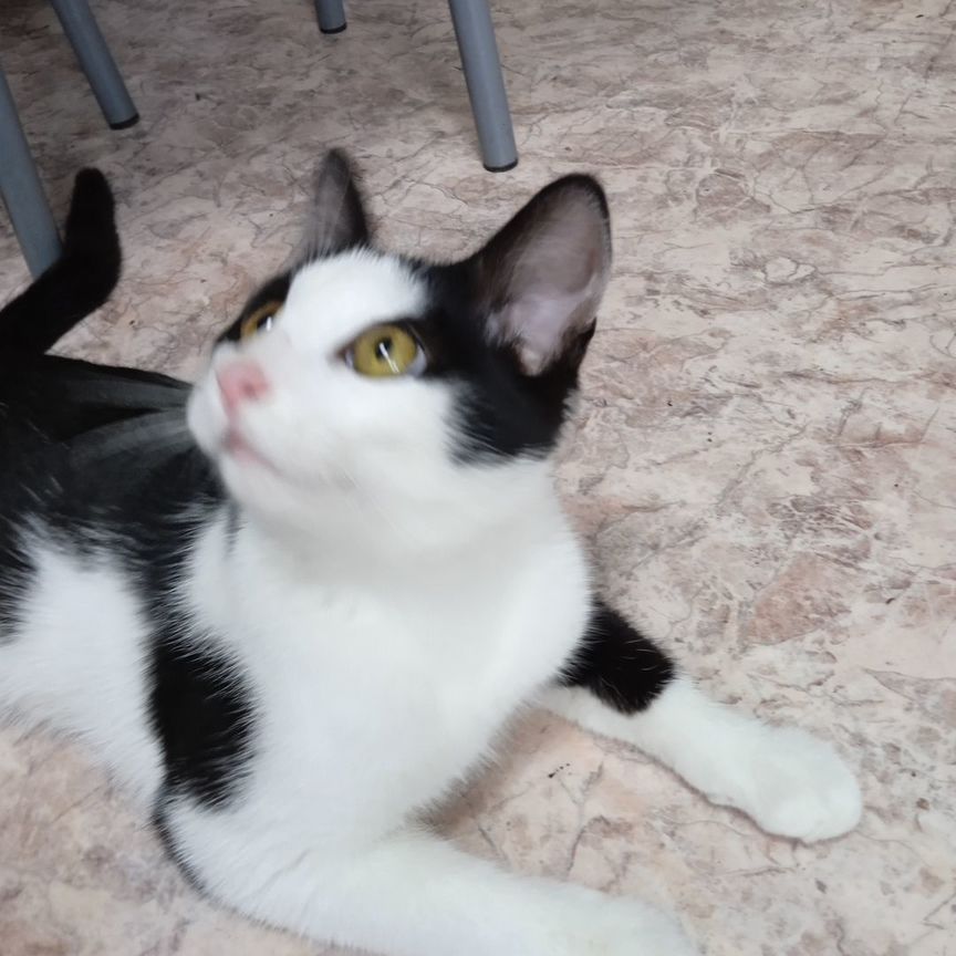 Малыш Кеша ищет пап и мам