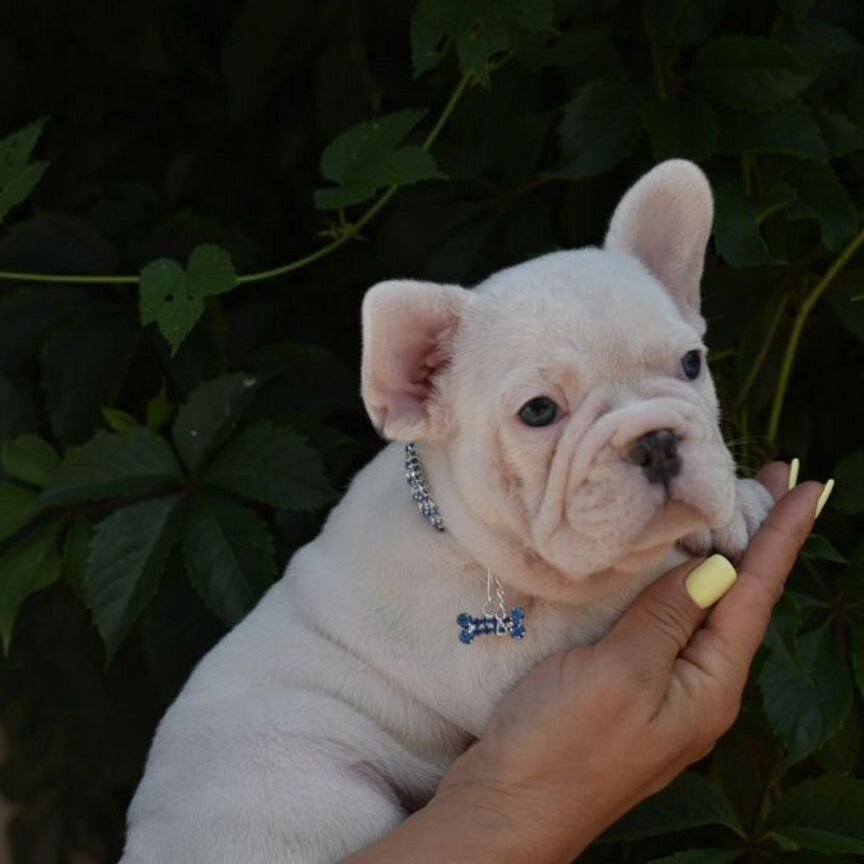 Французский бульдог щенки