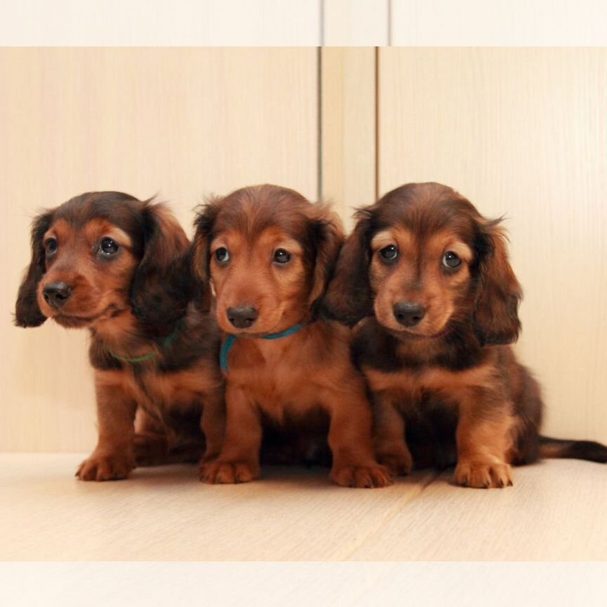 Карликовая такса, щенок