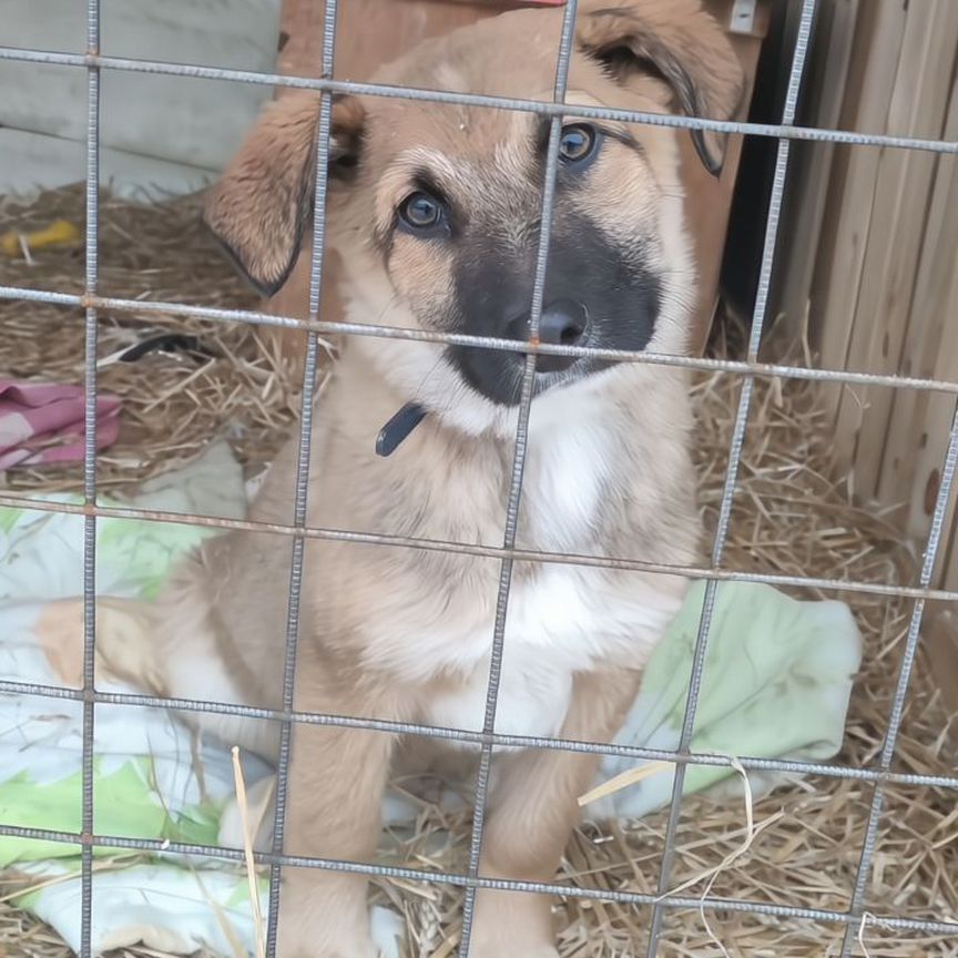 Щенок в добрые руки