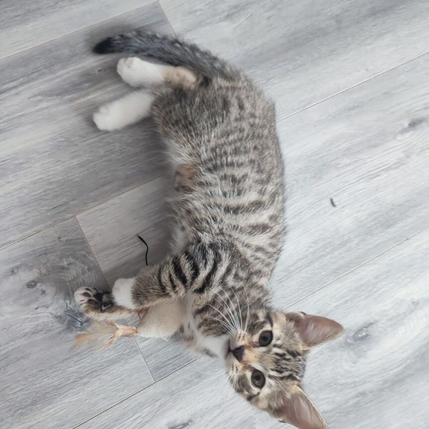 Кошки в добрые руки бесплатно