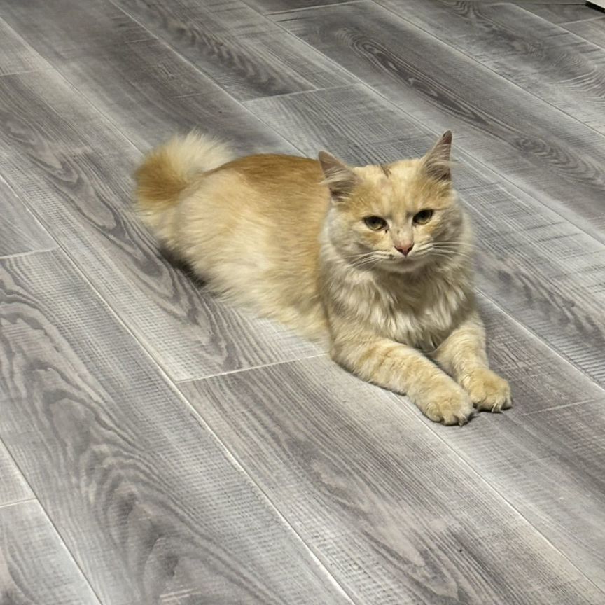 Кот в добрые руки