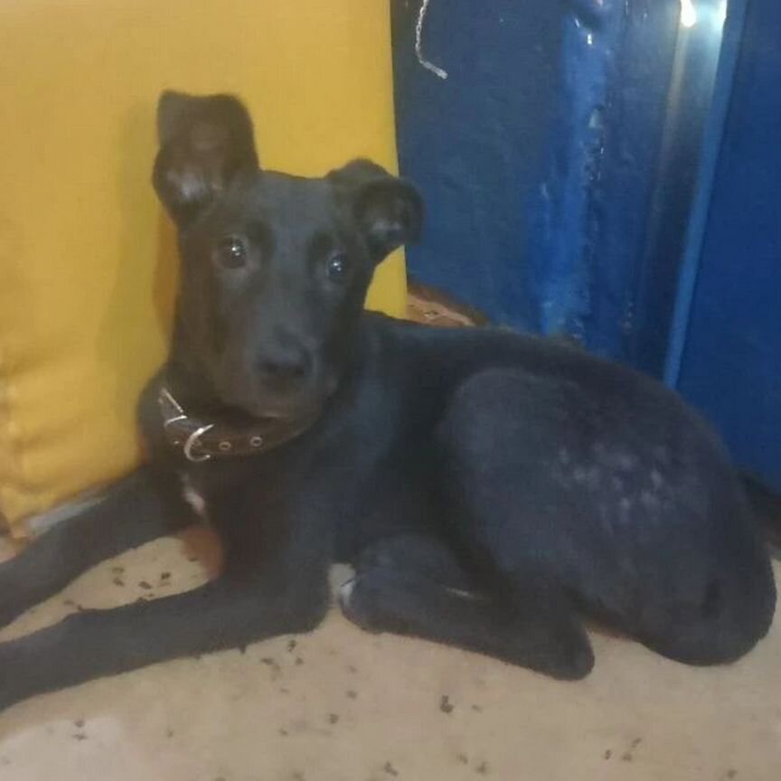 Щенок в добрые руки