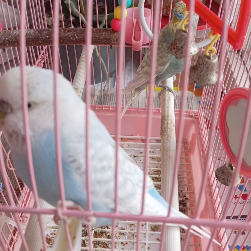 Волнистый попугай