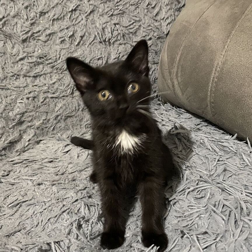 Ласковая кошечка