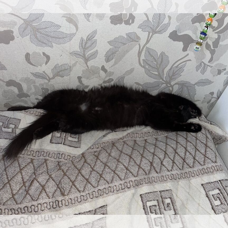 Взрослая, кошка в добрые руки