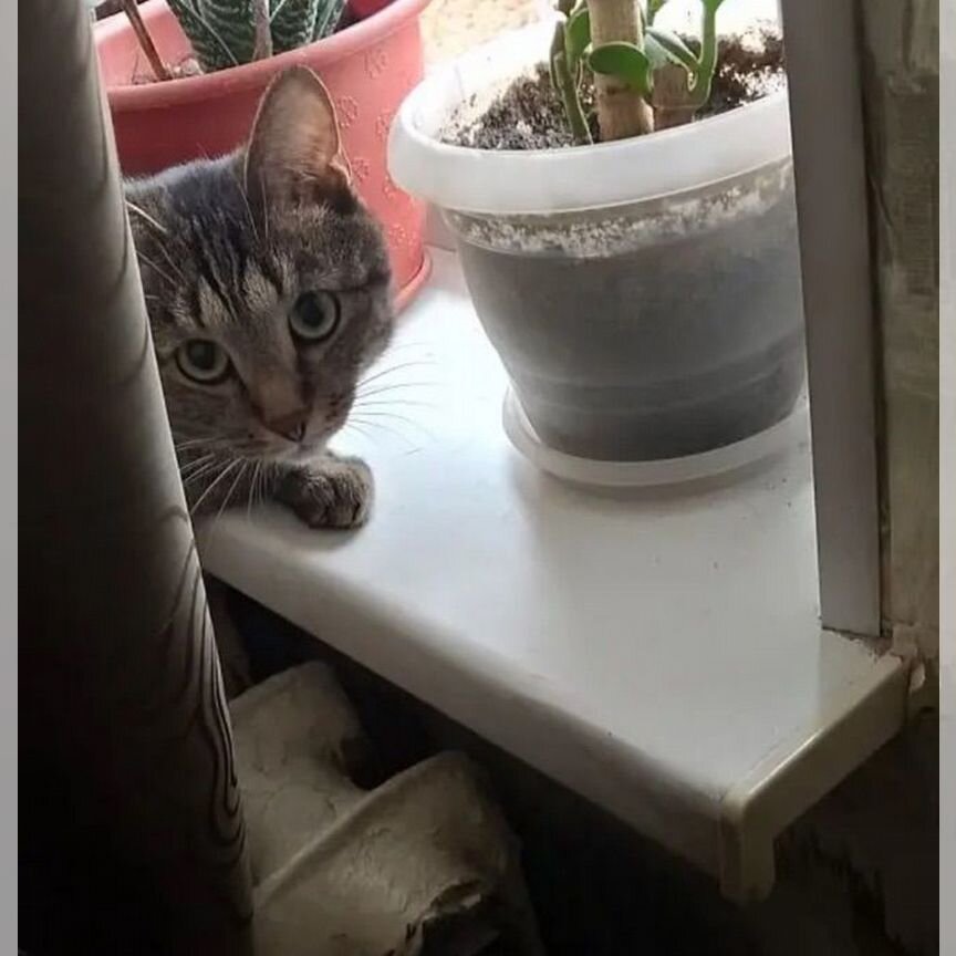 Взрослый кот в добрые руки